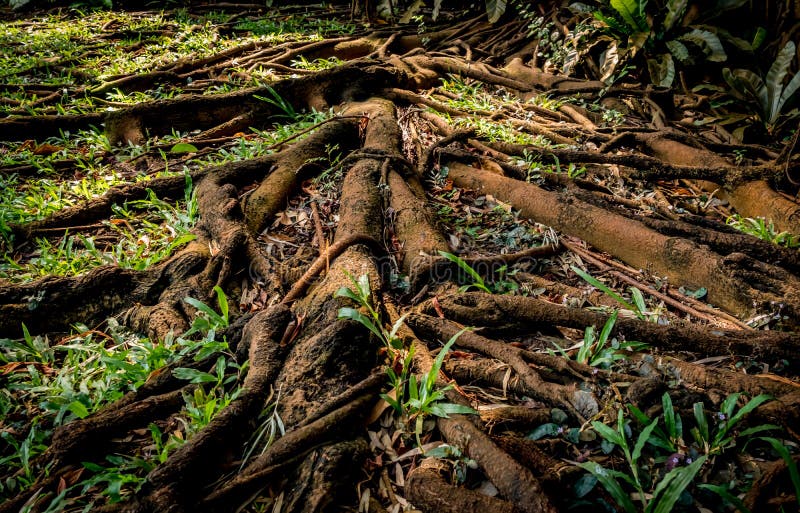 Tree root web stock image. Image of life, tangle, root - 98031673