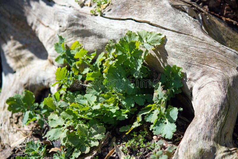 Tree root with wild plant stock photo. Image of detail - 52381320