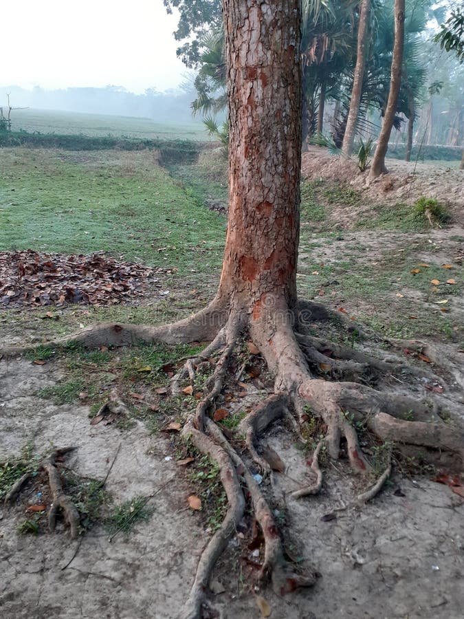 Tree root in the woods stock photo. Image of green, twig - 212485076