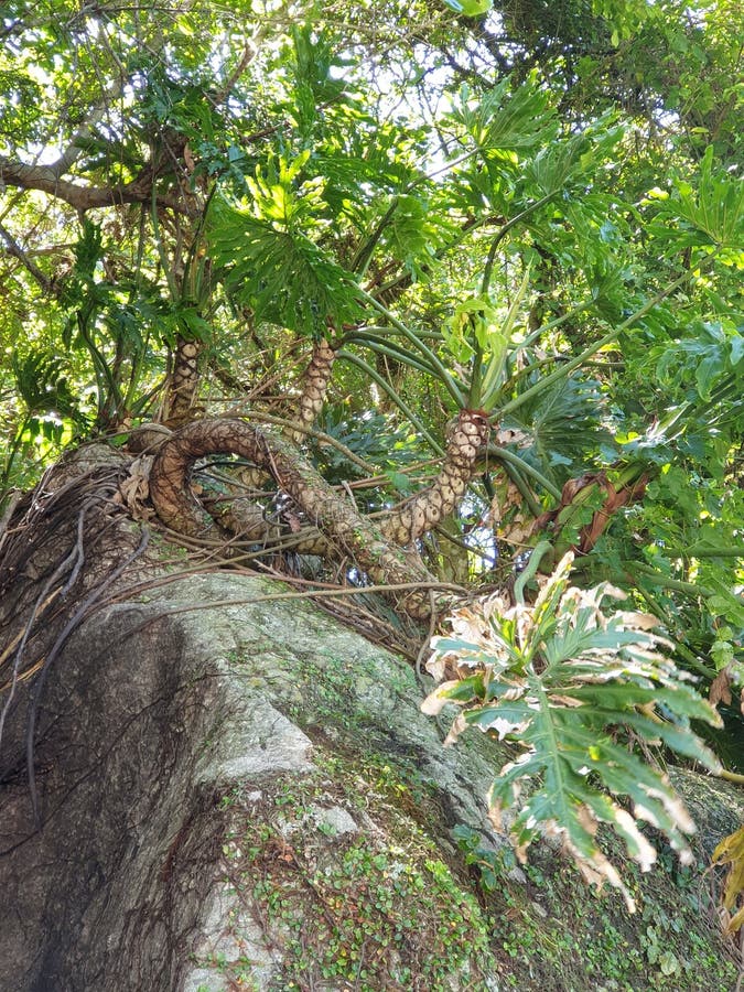 The Tree Twined Around the Stone Stock Photo - Image of branch, produce ...