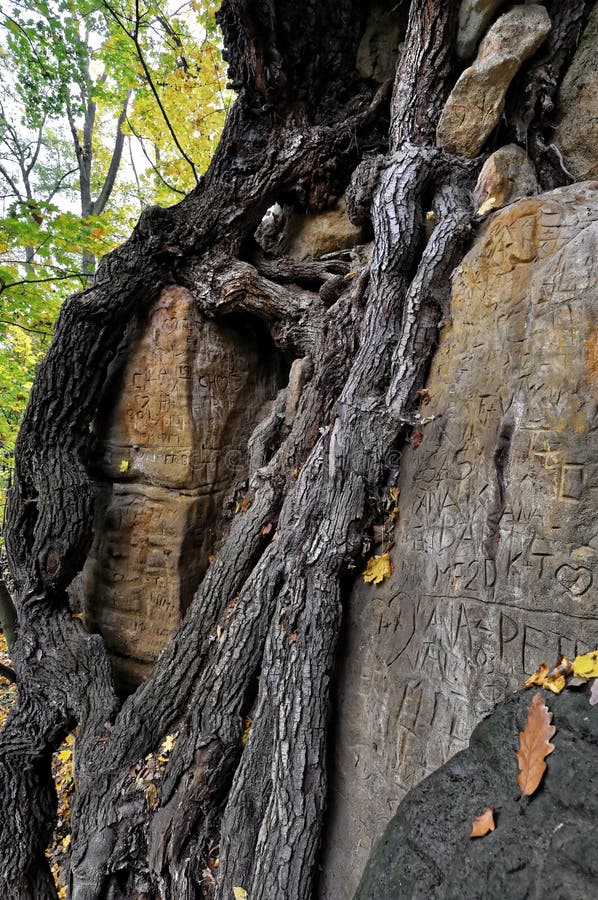 Rooted by the Rocks stock photo. Image of sisters, rooted - 94903074