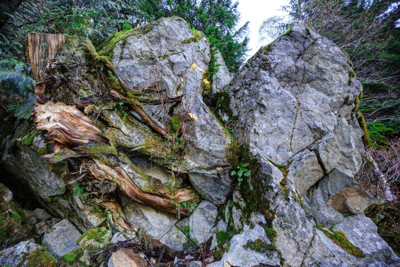 Tree root splitting stock photo. Image of cambodian, mythology - 25957354