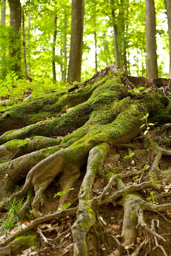 Tree roots stock image. Image of green, moss, brown, forest - 10957631