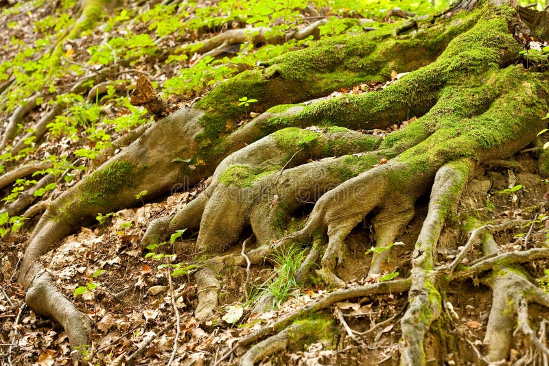 Tree roots stock photo. Image of beech, extensive, detail - 3986558
