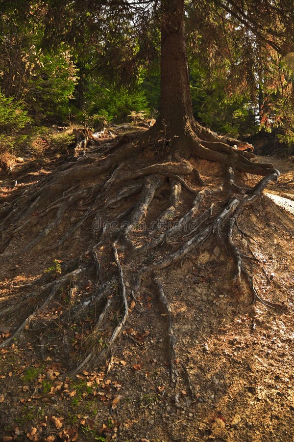 78+ Earth tree roots Free Stock Photos - StockFreeImages