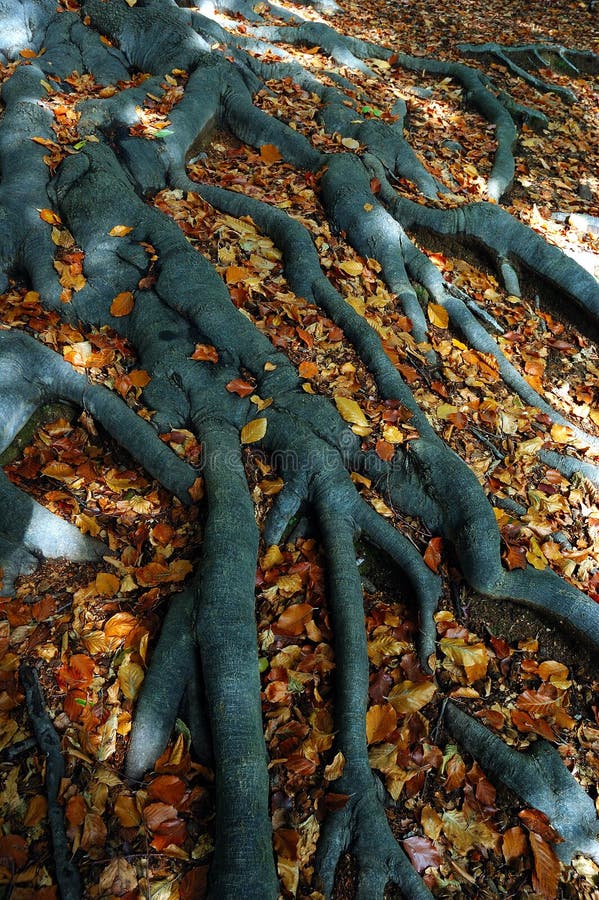 Tree Roots Free Stock Photos & Pictures, Tree Roots Royalty-Free and ...