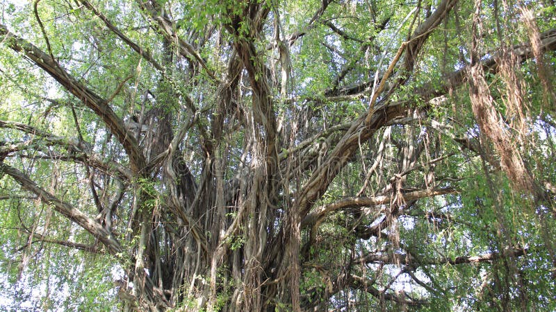 Nature. Golden Fig Leaves and Roots with Warm Sunlight Stock Image ...