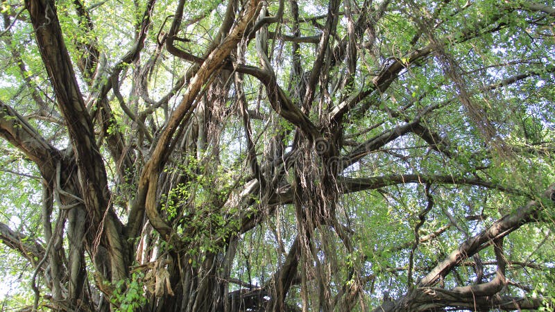 Pure. Golden Fig Leaves and Roots with Warm Sunlight Stock Photo ...