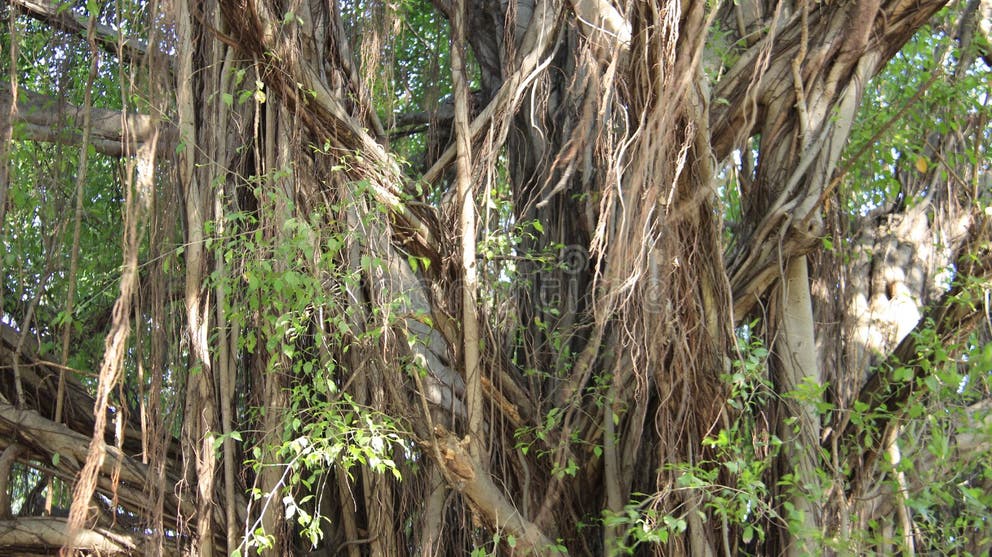 Pure. Golden Fig Leaves and Roots with Sunlight Stock Photo - Image of ...