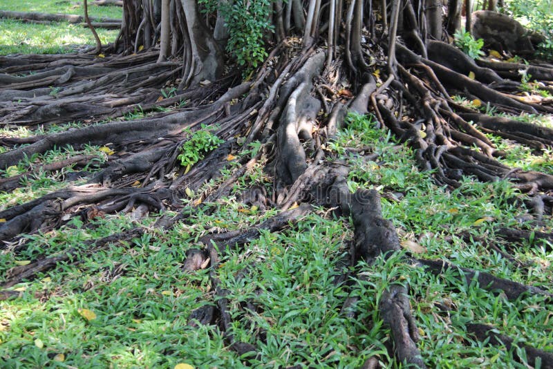 Curtain Fig Tree Roots with Green Grass Stock Image - Image of leaf ...