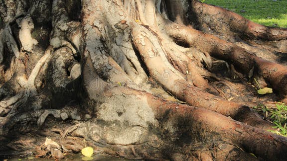 Young and Old Tree Roots and Tree Bark with Green Grass Stock Photo ...
