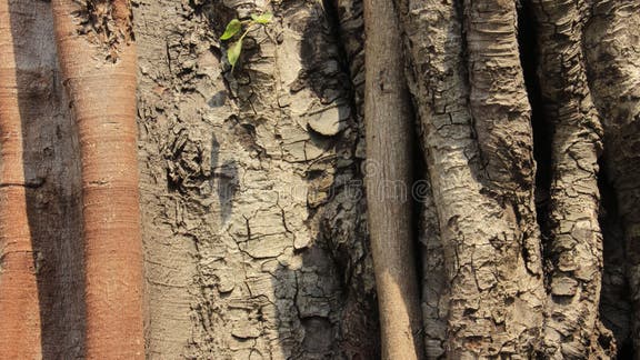 Nature. Close Up Old and Young Bodhi Tree Bark Stock Photo - Image of ...