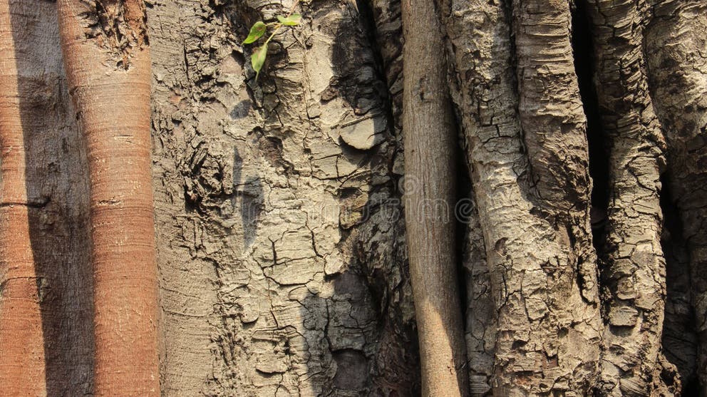 Nature. Close Up Old and Young Bodhi Tree Bark Stock Photo - Image of ...