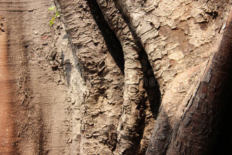 Close Up Old and Young Bodhi Tree Bark. Nature Color Stock Photo ...