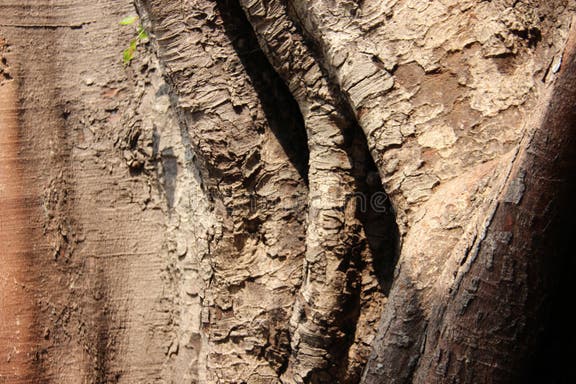 Close Up Old and Young Bodhi Tree Bark. Nature Color Stock Photo ...