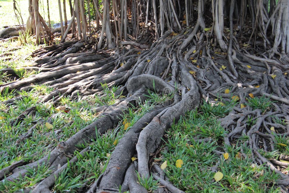 Curtain Fig Tree Roots with Green Grass and Sunlight Stock Image ...