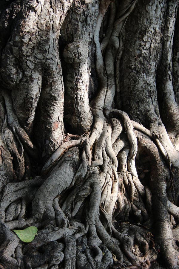 Nature Art. Bodhi Tree Roots and Bark Stock Photo - Image of bark ...