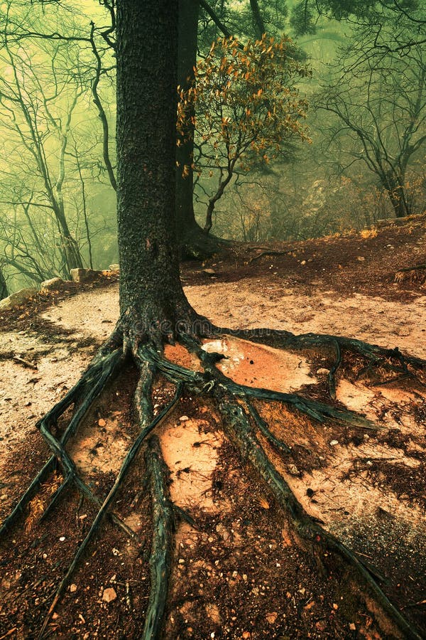 Tree roots stock image. Image of spread, forest, extended - 15220479