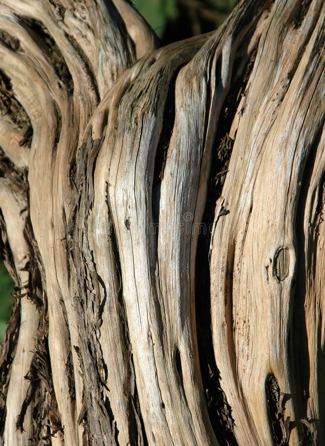 Double exposure stock photo. Image of plants, macro, tulip - 26518