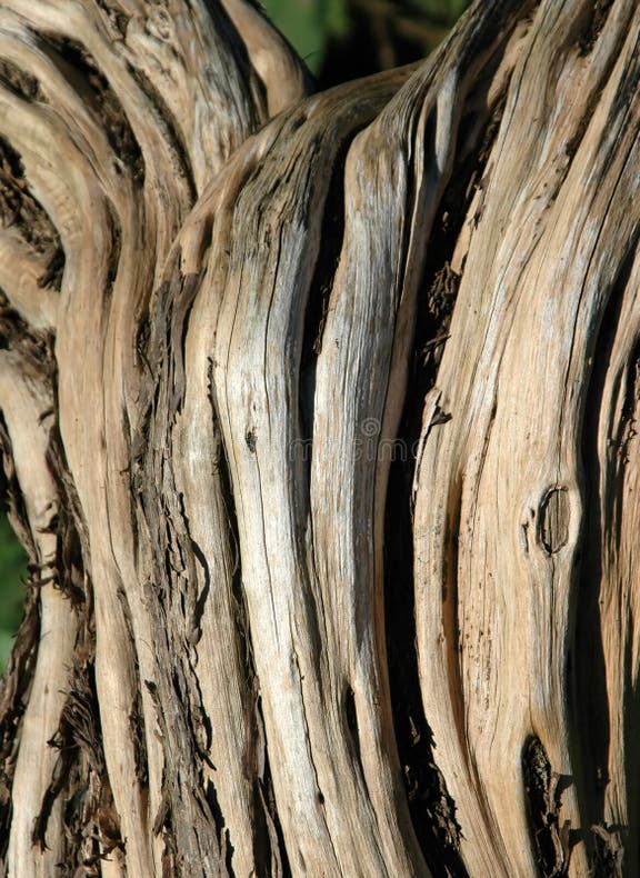 152 Tree Roots Connected Stock Photos - Free & Royalty-Free Stock ...