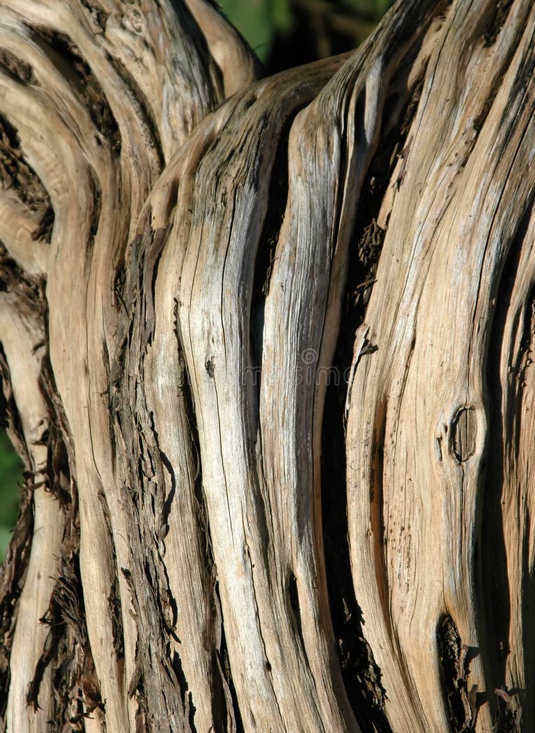 152 Tree Roots Connected Stock Photos - Free & Royalty-Free Stock ...