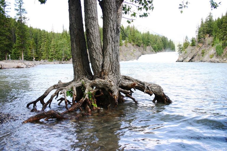 12,444 Tree Roots River Stock Photos - Free & Royalty-Free Stock Photos ...