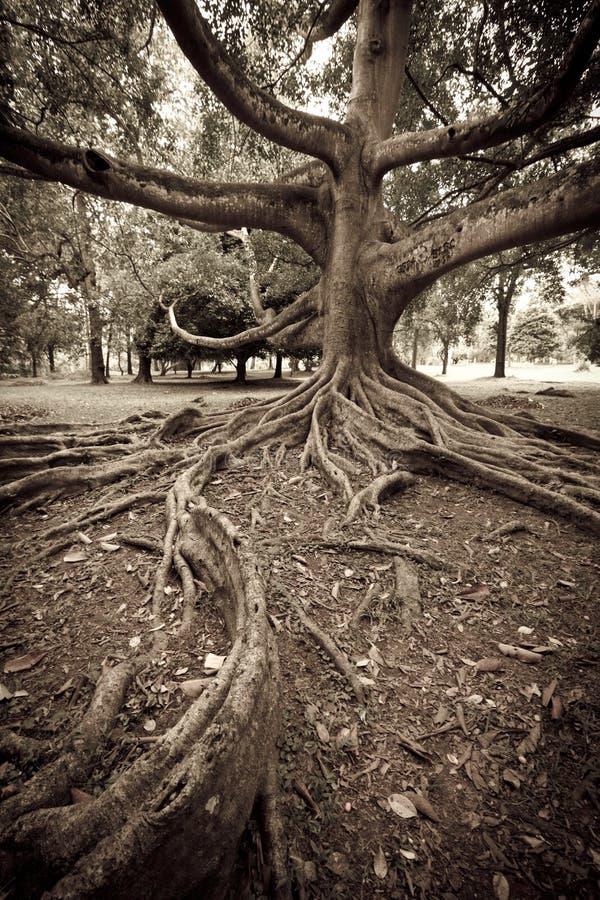 84,075 Tree Roots Stock Photos - Free & Royalty-Free Stock Photos from ...