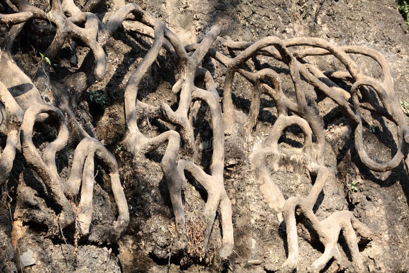 Toothbrush tree: Misvak stock image. Image of natural - 19428533