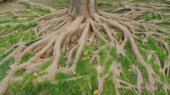 90,400 Tree Roots Stock Photos - Free & Royalty-Free Stock Photos from ...