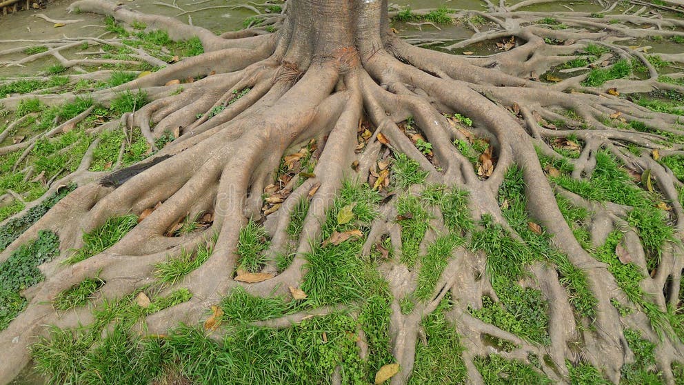116,352 Tree Roots Stock Photos - Free & Royalty-Free Stock Photos from ...
