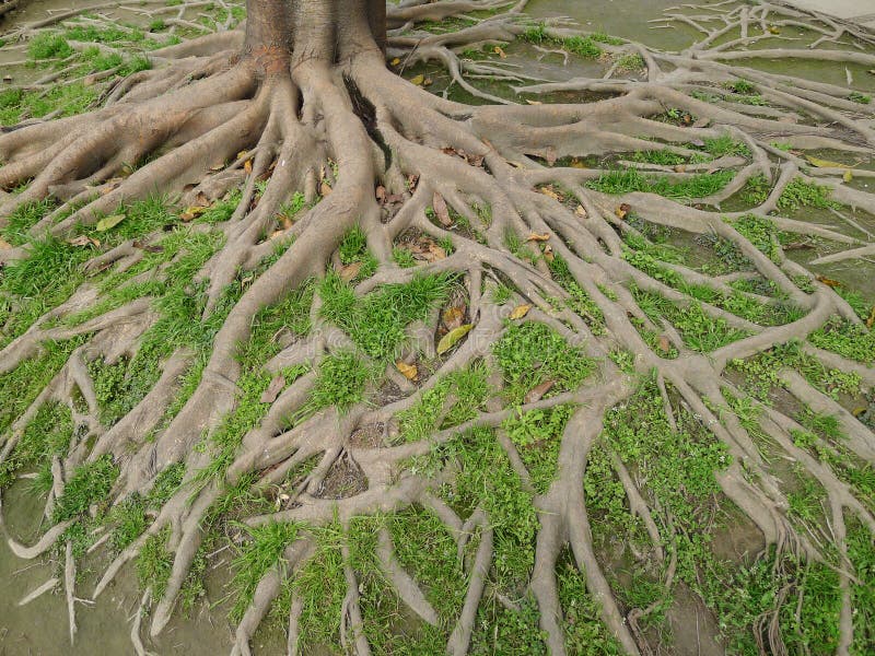 84,075 Tree Roots Stock Photos - Free & Royalty-Free Stock Photos from ...