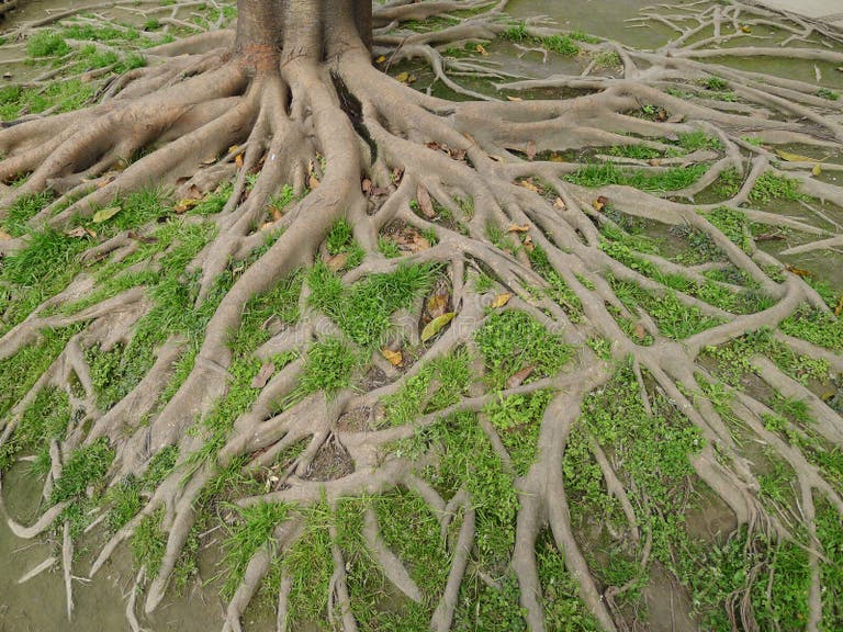 4,427 Tree Silhouette Roots Stock Photos - Free & Royalty-Free Stock ...