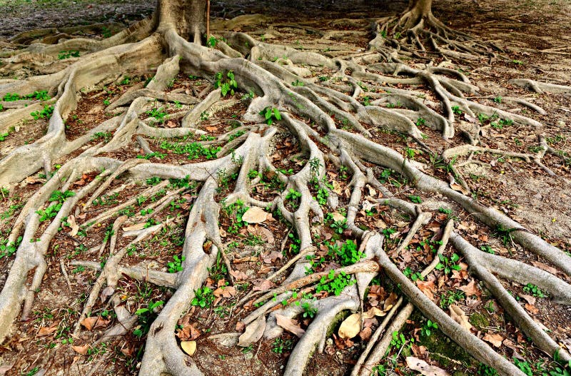 Tree roots stock photo. Image of beech, extensive, detail - 3986558