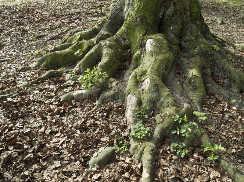 Tree Face stock image. Image of trunk, tear, leaf, weird - 153961
