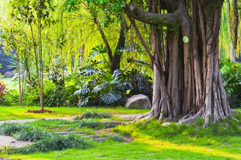 Tree roots stock photo. Image of entangled, roots, network - 21387258