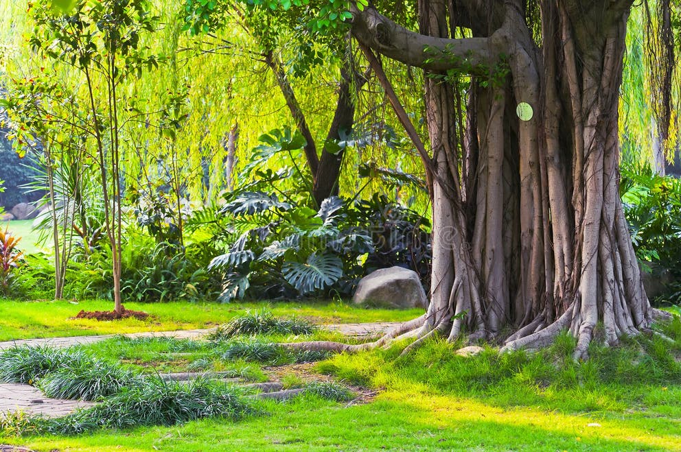 Tree roots stock photo. Image of entangled, roots, network - 21387258