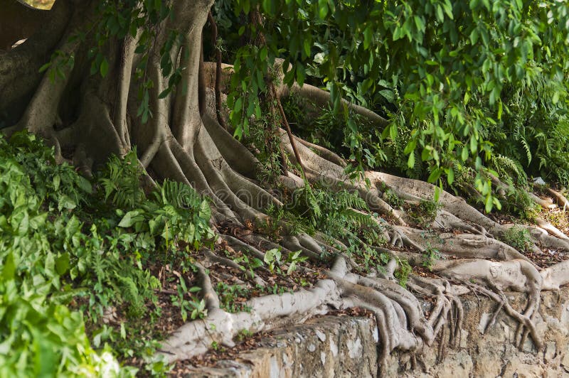 Tree Roots Picture. Image: 21993012