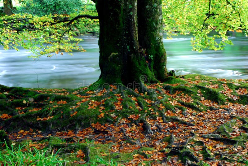 Tree Roots stock photo. Image of woods, ancient, leaves - 22777022