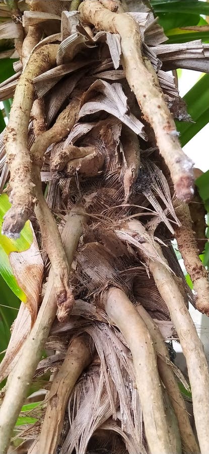 Close Up Withered Tree Roots Brown, Tree Roots Stock Photo - Image of ...