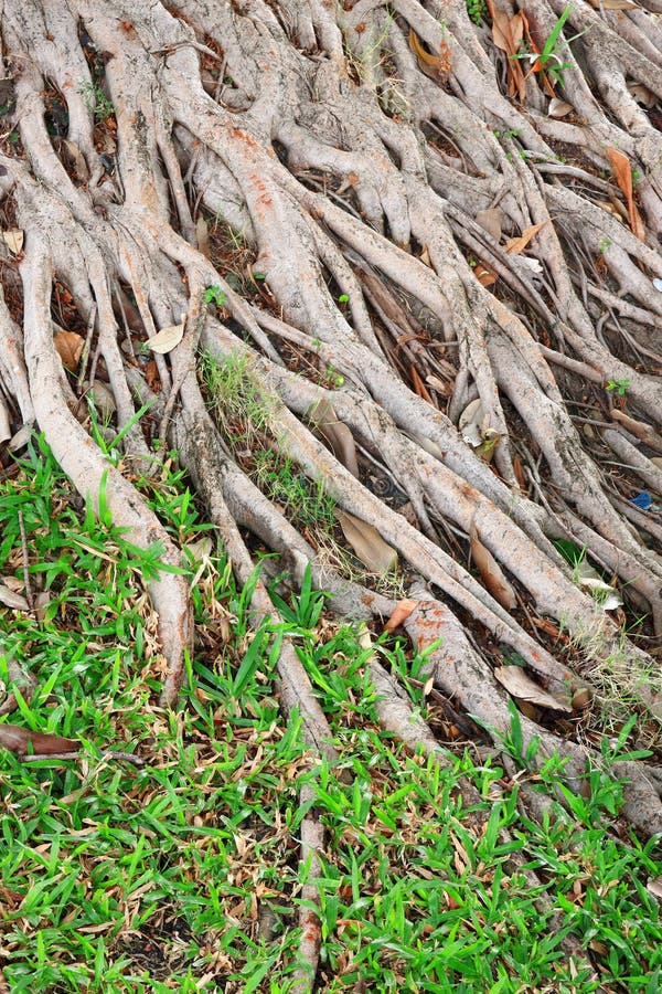 Tree Roots stock image. Image of cross, face, natural - 24022621