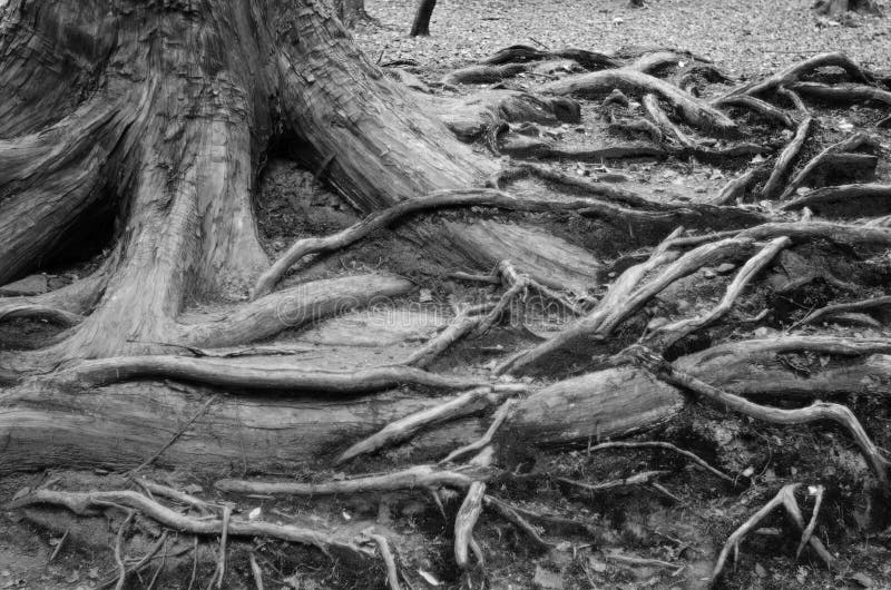 Old Pine Tree Roots stock image. Image of brown, life - 34601981