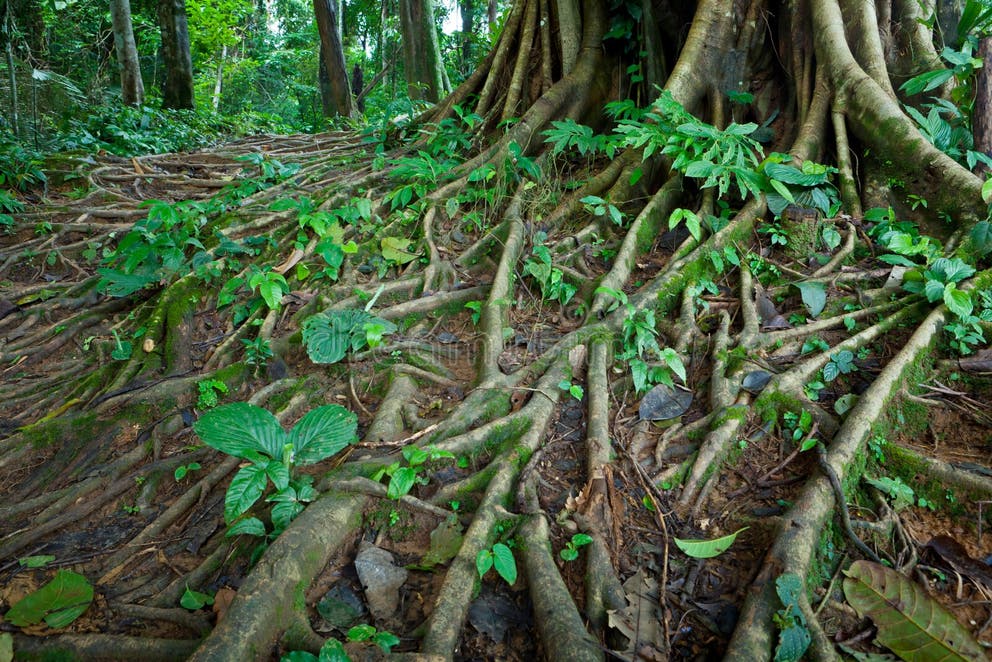 Tree roots stock image. Image of wood, forest, rain, ground - 26480403