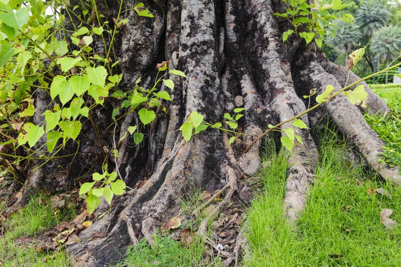 Tree roots stock image. Image of gnarls, light, timber - 27246619
