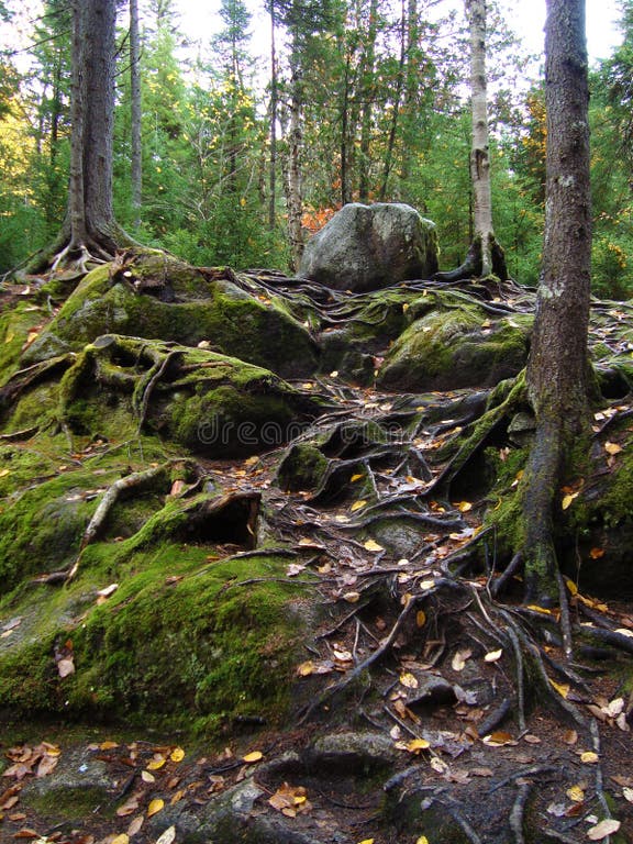 Tree roots stock photo. Image of trunk, plants, rocks - 29407164