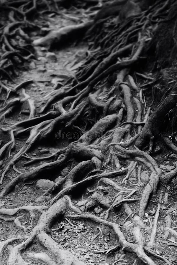 37,944 Old Tree Roots Stock Photos - Free & Royalty-Free Stock Photos ...