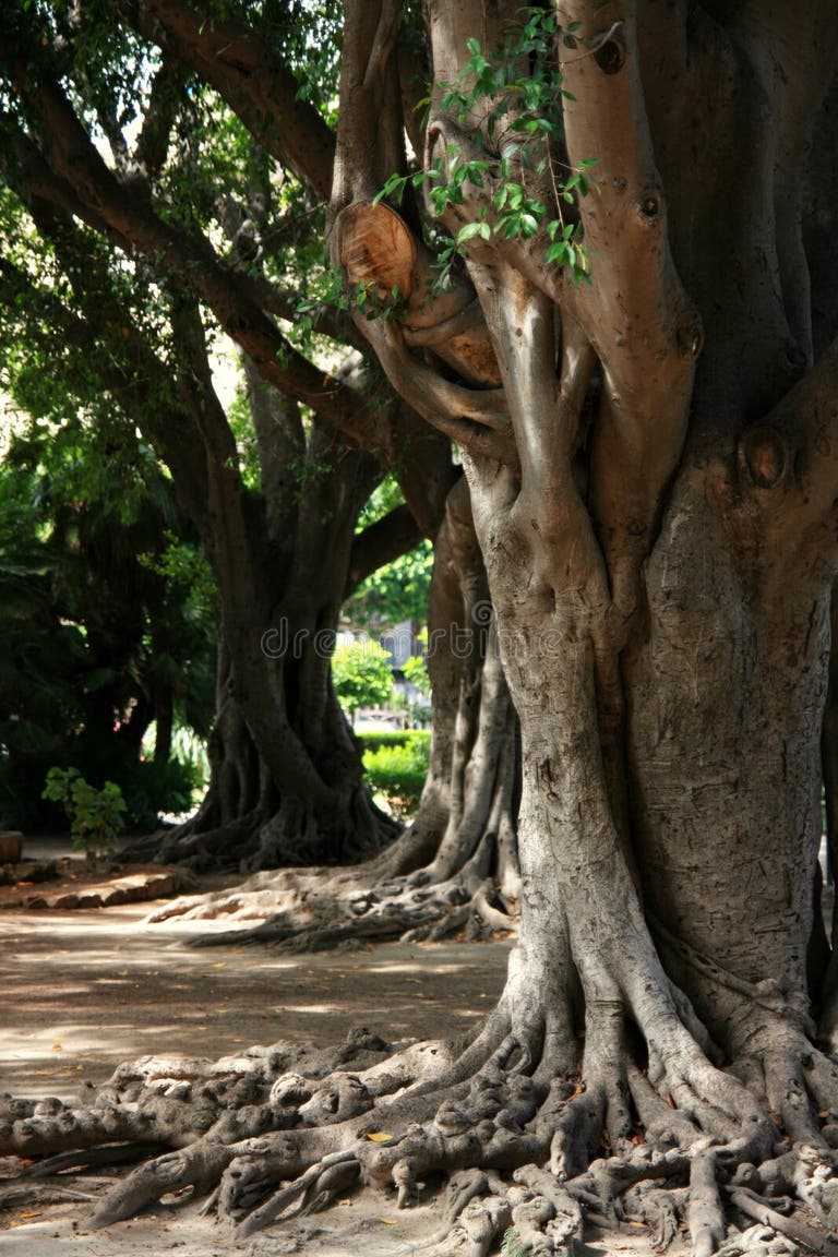 277 Knotty Trees Stock Photos - Free & Royalty-Free Stock Photos from ...