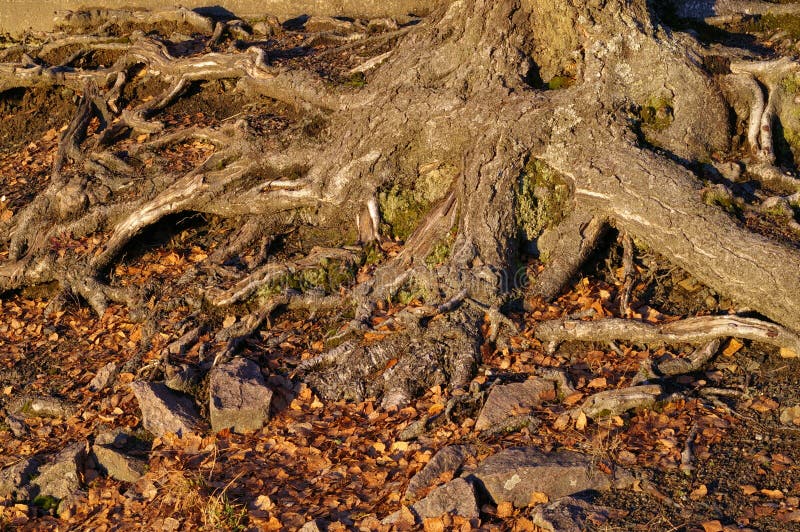 Tree Roots stock image. Image of dense, mangled, erosion - 3699393