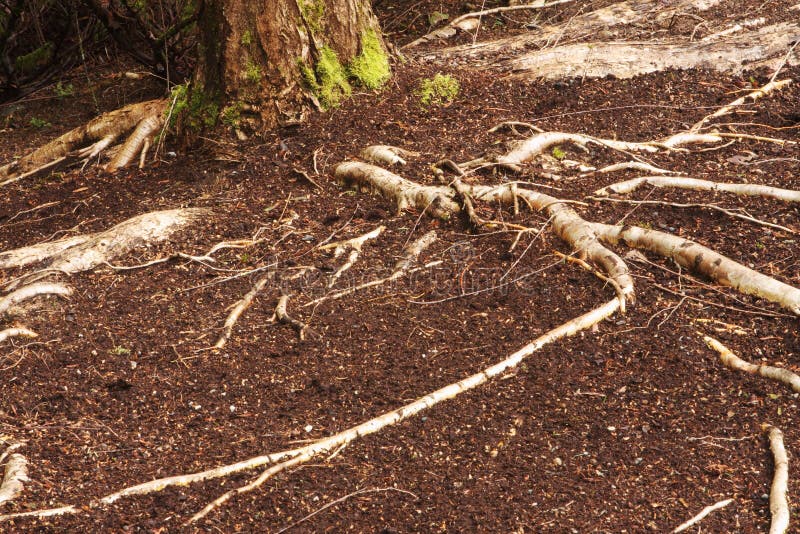 Tree and Roots stock image. Image of forest, green, extended - 4554029