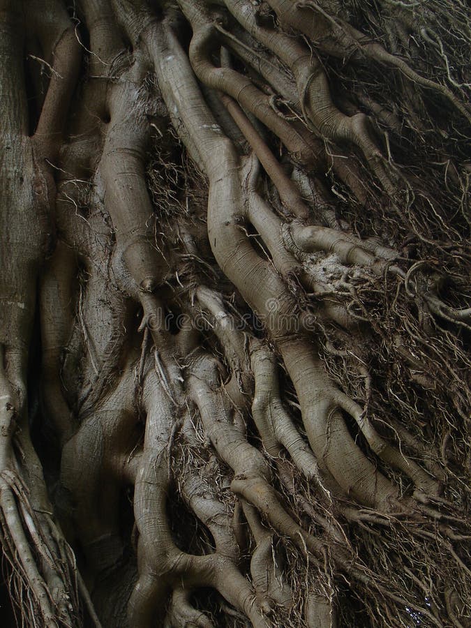 Tree roots stock image. Image of kenya, africa, brown - 9310553