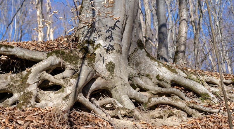 Tree Roots Above the Ground Stock Image - Image of dirt, green: 174219759